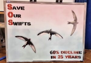 Hurst Rethink - Save Our Swifts